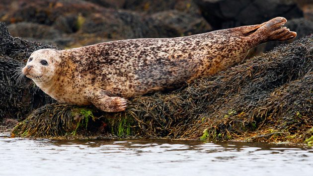 Types of seal and the best places to spot them from your boat in the UK