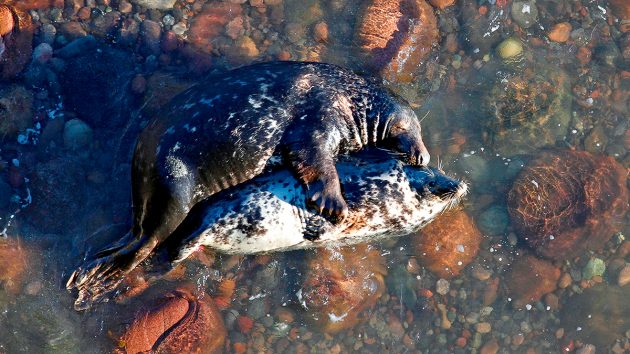 Types of seal and the best places to spot them from your boat in the UK