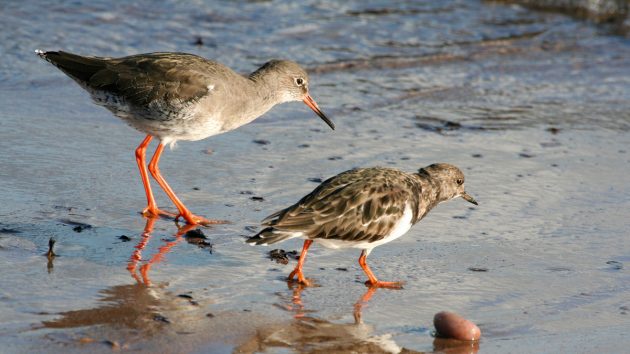UK coastal birds: Your essential guide to waders, divers and fish eaters
