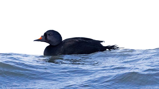 UK coastal birds: Your essential guide to waders, divers and fish eaters