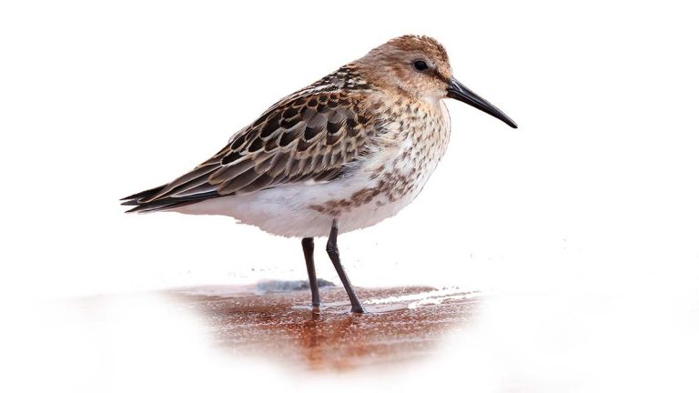 UK coastal birds: Your essential guide to waders, divers and fish eaters