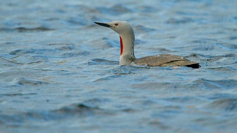 UK coastal birds: Your essential guide to waders, divers and fish eaters