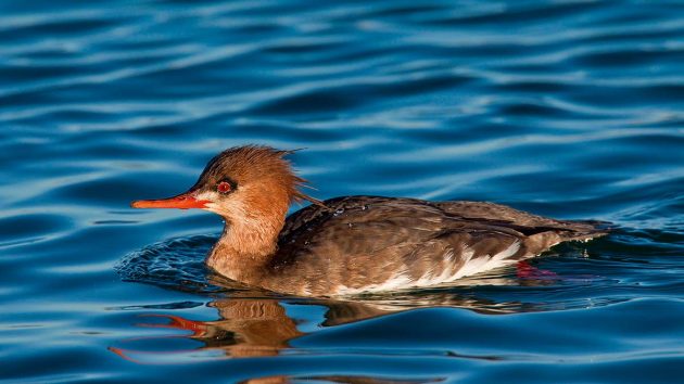 UK coastal birds: Your essential guide to waders, divers and fish eaters