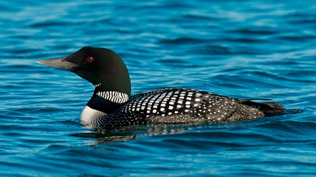 UK coastal birds: Your essential guide to waders, divers and fish eaters