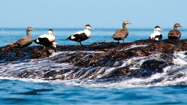 UK coastal birds: Your essential guide to waders, divers and fish eaters