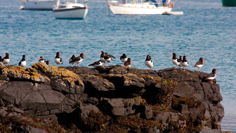 UK coastal birds: Your essential guide to waders, divers and fish eaters