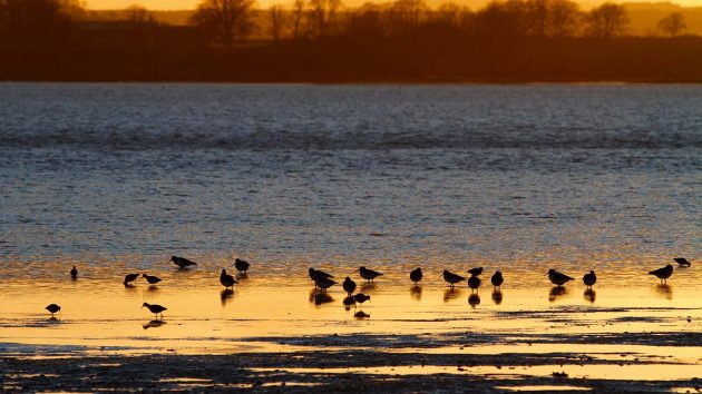 UK coastal birds: Your essential guide to waders, divers and fish eaters