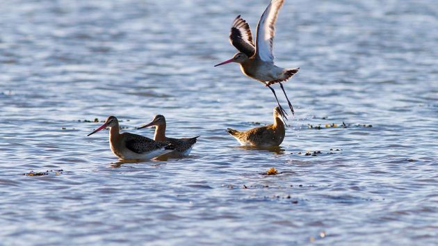 UK coastal birds: Your essential guide to waders, divers and fish eaters