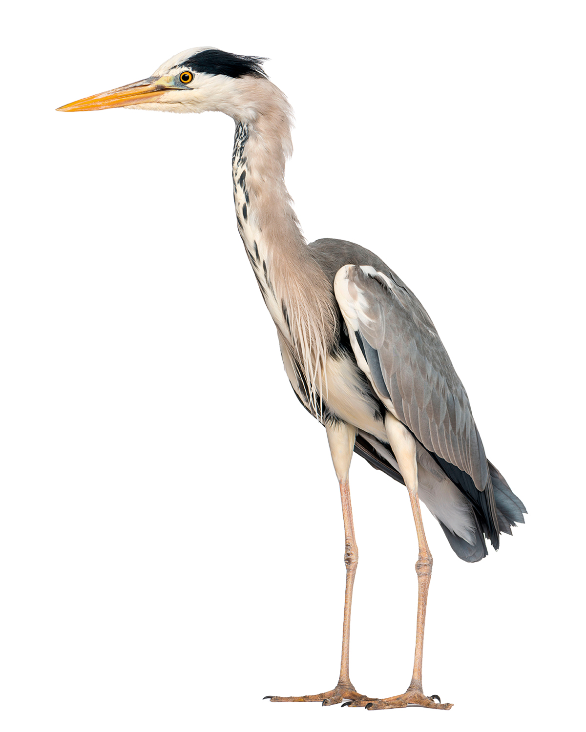 UK coastal birds: Your essential guide to waders, divers and fish eaters