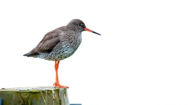 UK coastal birds: Your essential guide to waders, divers and fish eaters