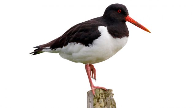 UK coastal birds: Your essential guide to waders, divers and fish eaters