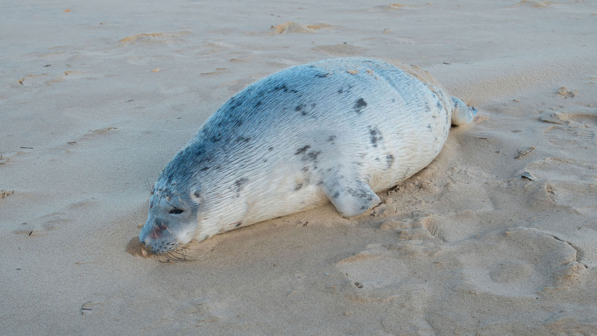 Boaters urged to report seal deaths - Practical Boat Owner