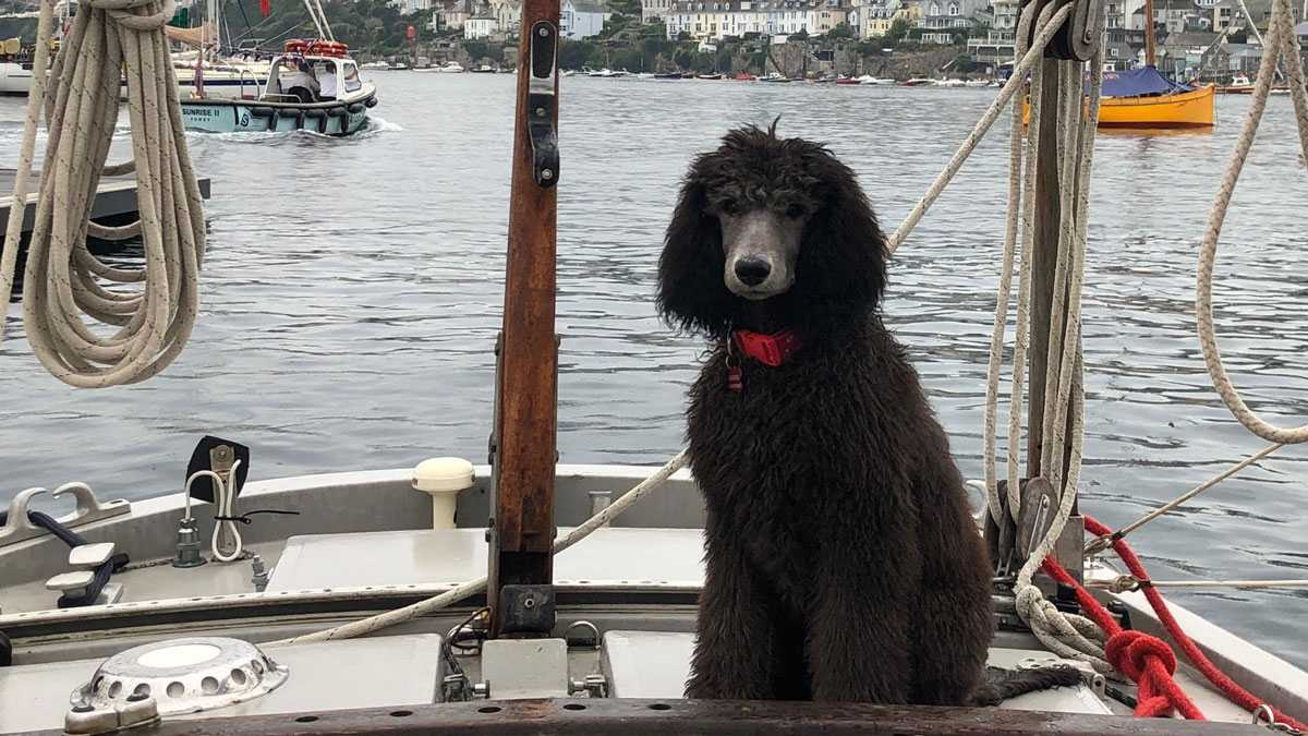 Seadog of the Month: May the clementine thief - Practical Boat Owner