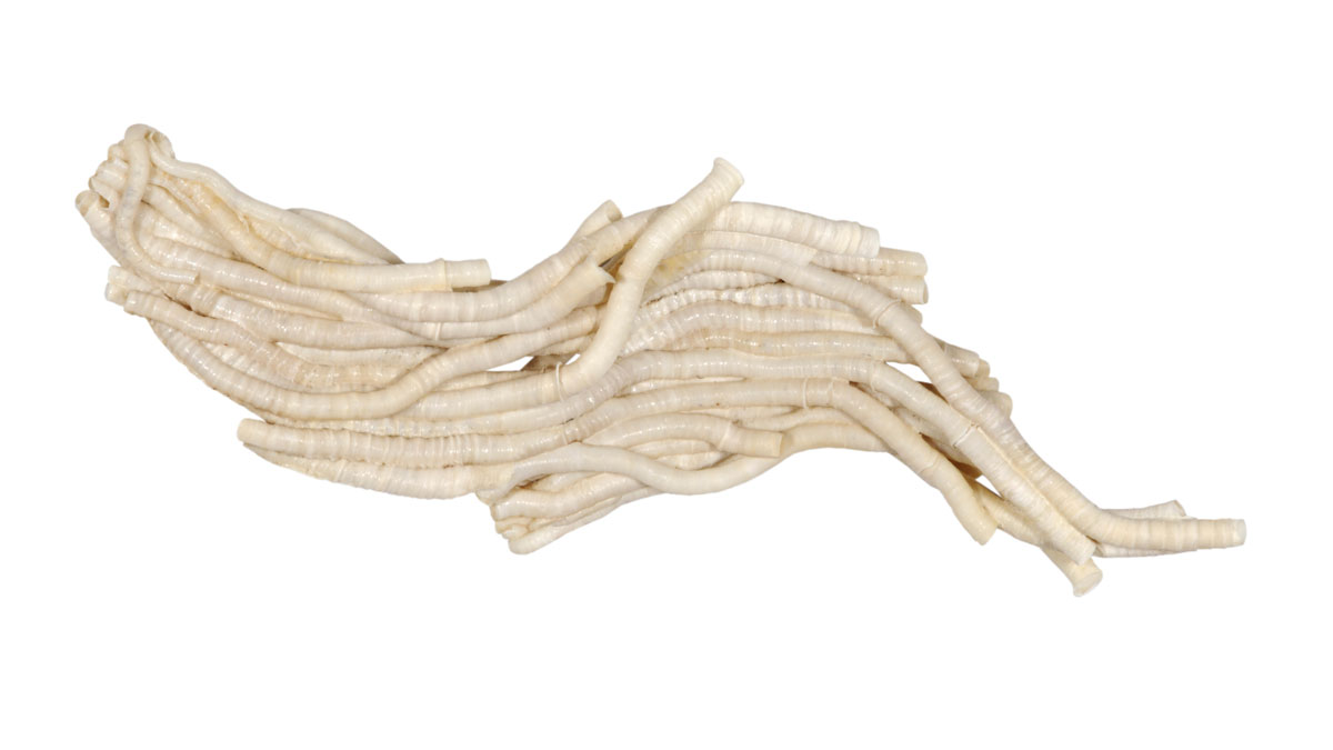 Invasive worm species found on British boats - Practical Boat Owner