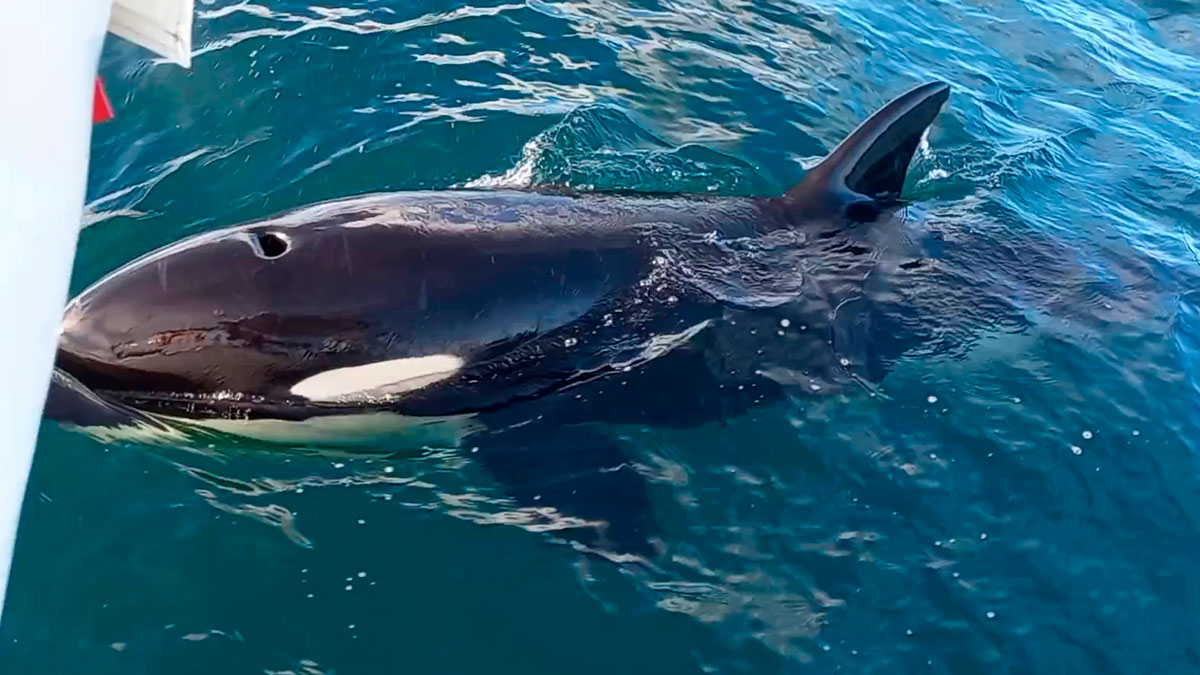 Orca encounters on boats: what you need to know - Practical Boat Owner