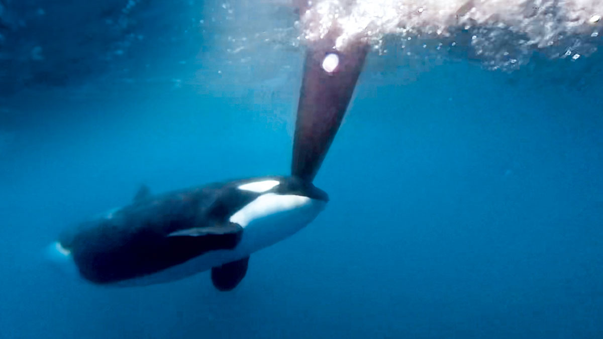 Orca encounters on boats: what you need to know - Practical Boat Owner