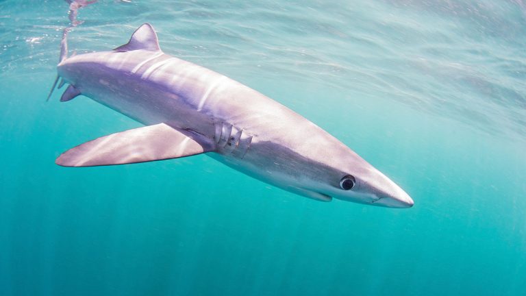 Sharks in the UK: A guide for sailors - Practical Boat Owner