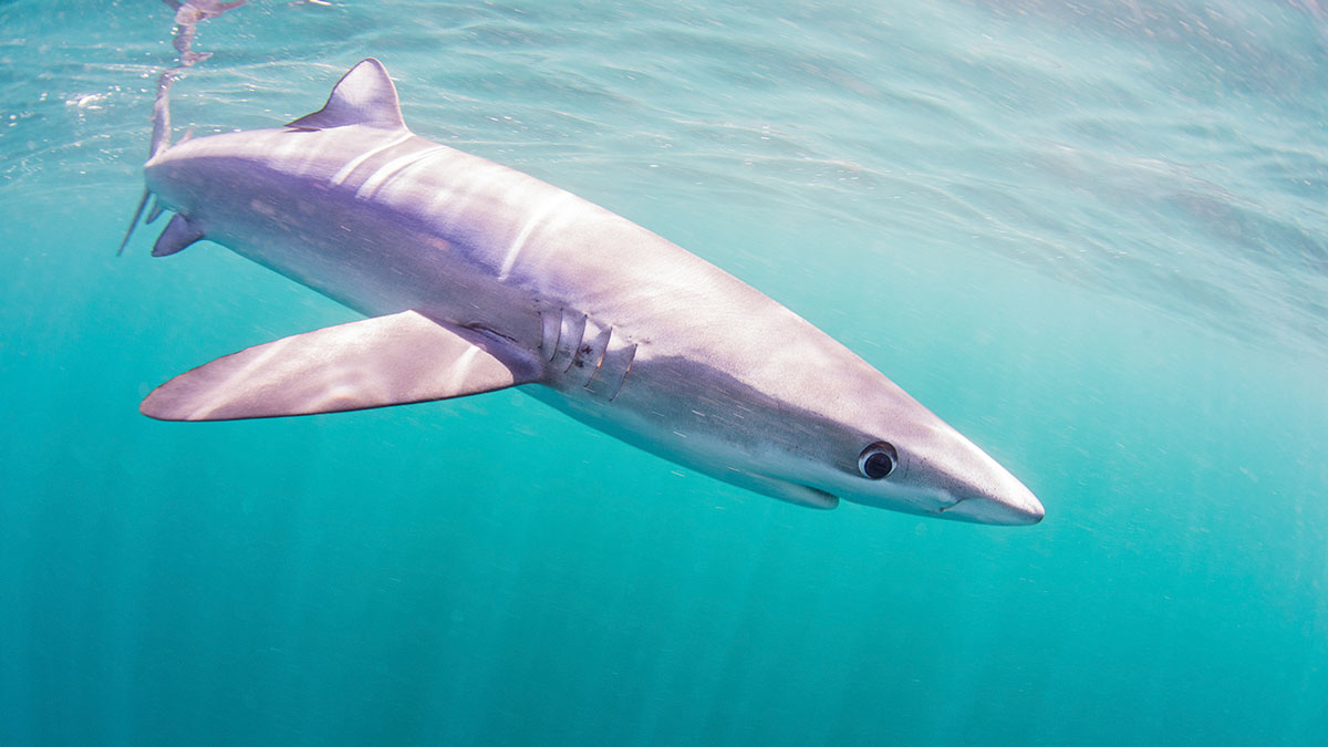 Sharks in the UK: A guide for sailors - Practical Boat Owner