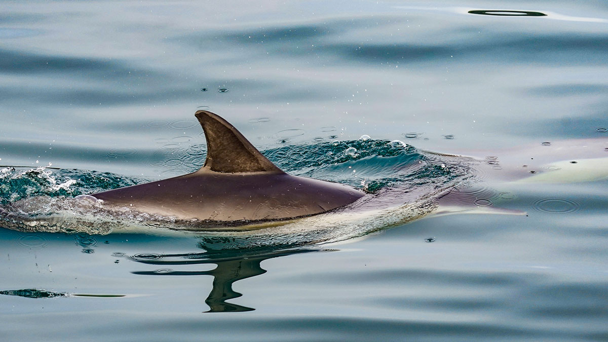 Sharks in the UK: A guide for sailors - Practical Boat Owner