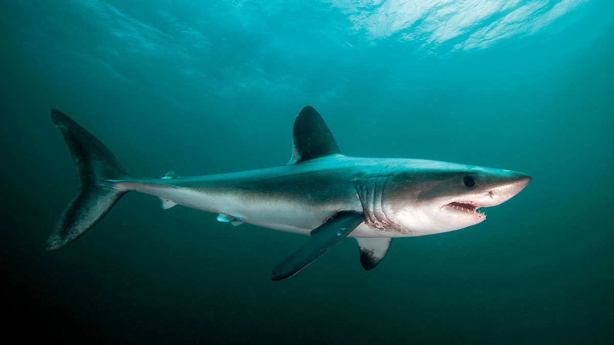 Sharks in the UK: A guide for sailors - Practical Boat Owner