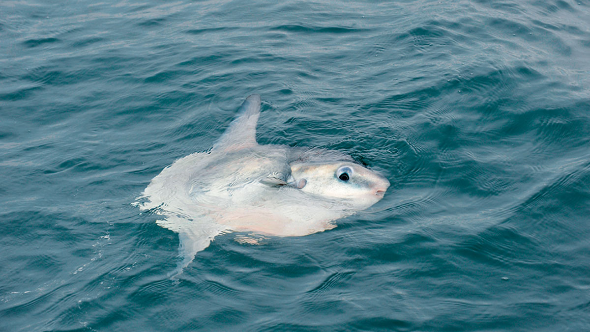 Sharks in the UK: A guide for sailors - Practical Boat Owner
