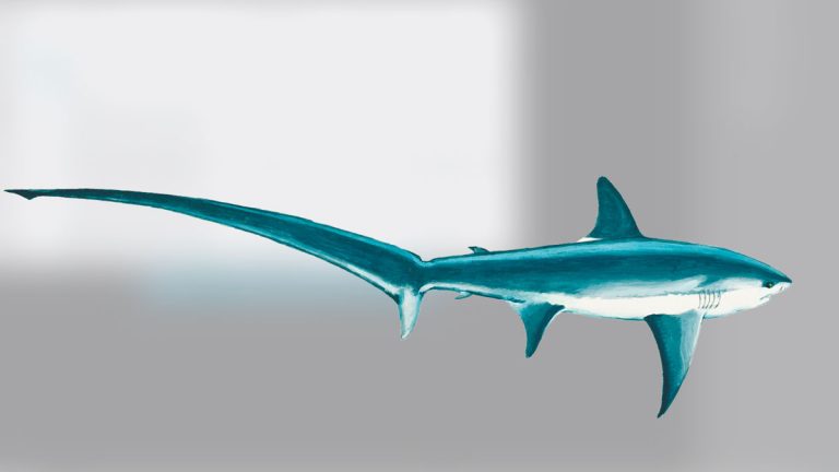 Sharks in the UK: A guide for sailors - Practical Boat Owner