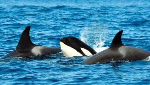 Orca encounters on boats: what you need to know - Practical Boat Owner