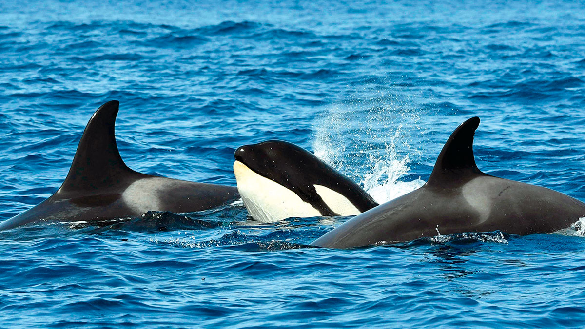 Orca encounters on boats: what you need to know - Practical Boat Owner