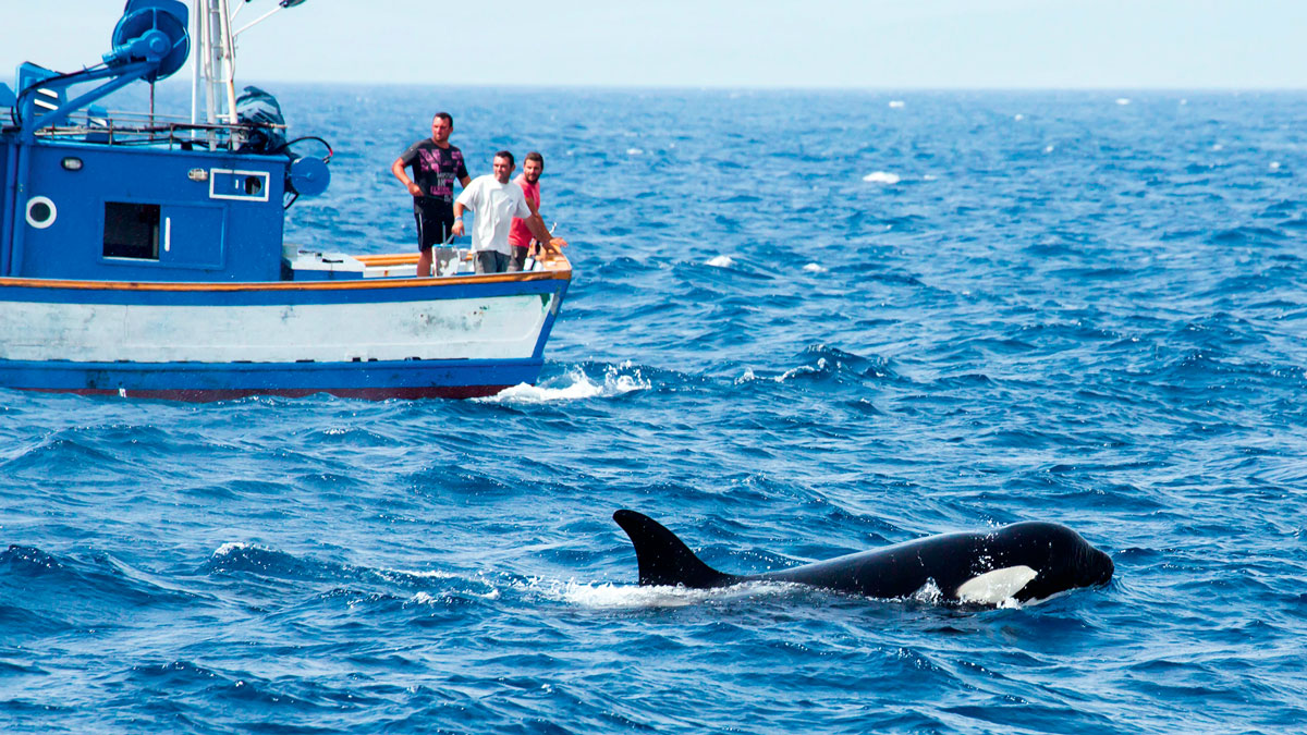 Orca encounters on boats: what you need to know - Practical Boat Owner