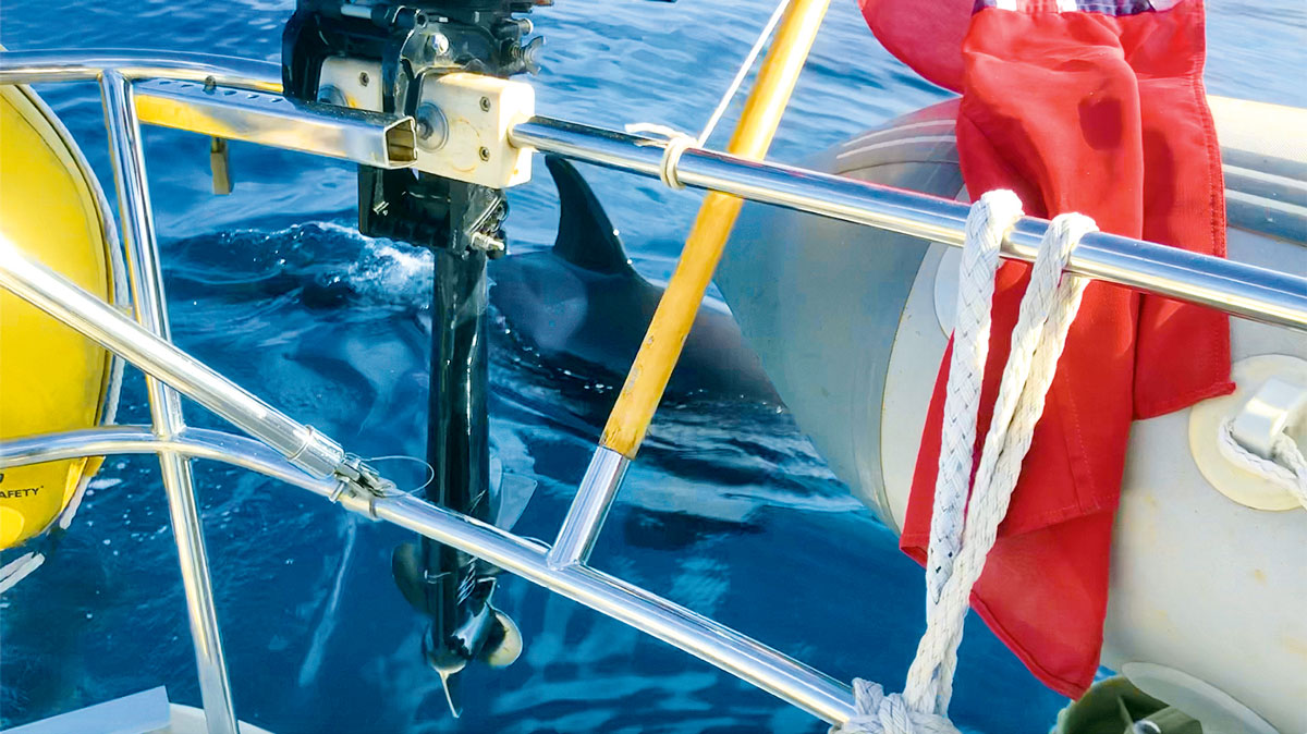 Orca encounters on boats: what you need to know - Practical Boat Owner