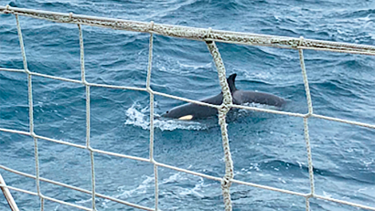 Orca encounters on boats: what you need to know - Practical Boat Owner