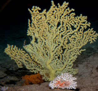 Scientists find 4,000-year-old coral - Yachting Monthly
