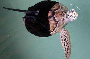 One-flipper turtle set on straight and narrow - Yachting Monthly