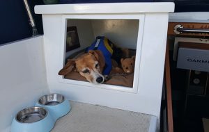 How to take your dog or cat sailing - Yachting Monthly