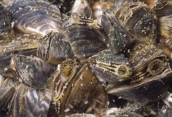 Invasive species: How sailors can help tackle biofouling - Yachting Monthly