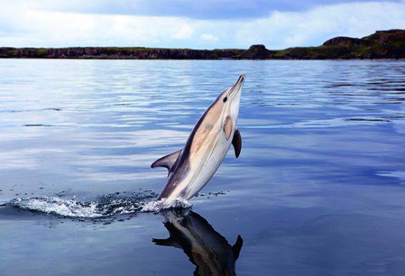 Sailing wildlife: 10 best British spots to see various species ...