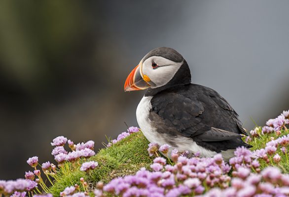 Bird watching by boat: 10 of the best places in the UK & Ireland ...