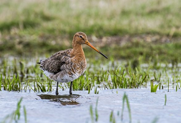 Bird watching by boat: 10 of the best places in the UK & Ireland ...