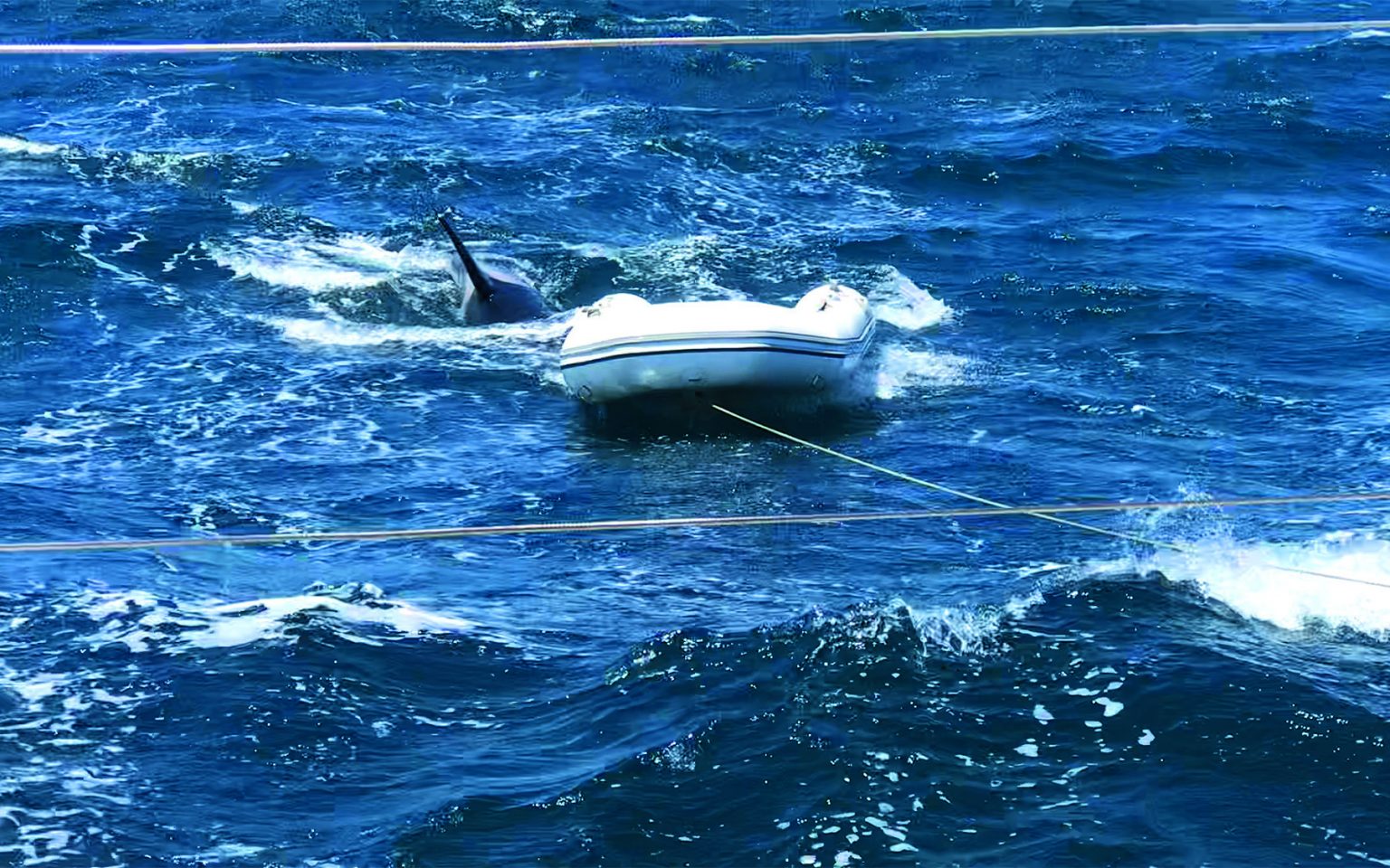 Encounters with orcas & how to protect your boat - Yachting Monthly