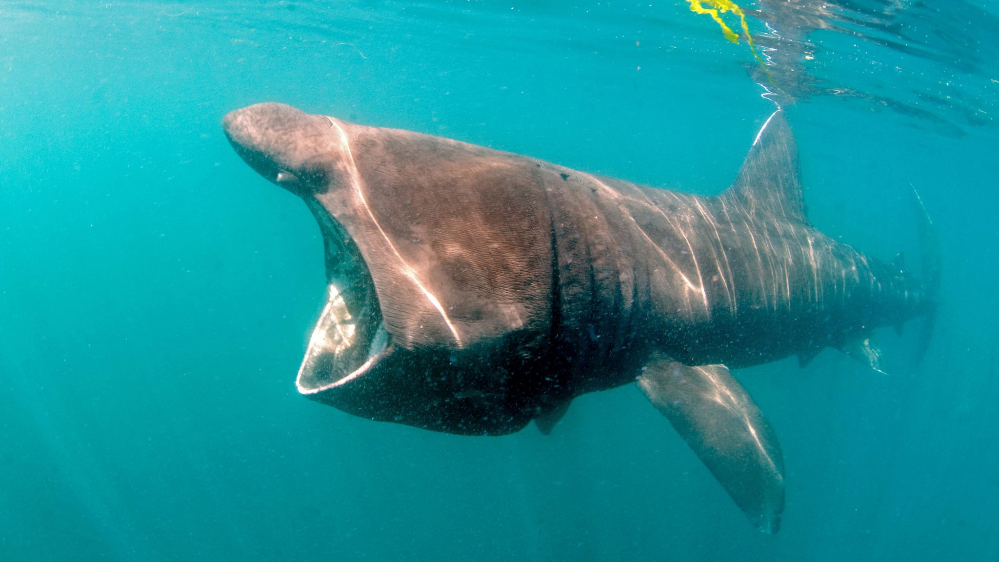 Basking shark sightings: sailors asked to help monitor these ...