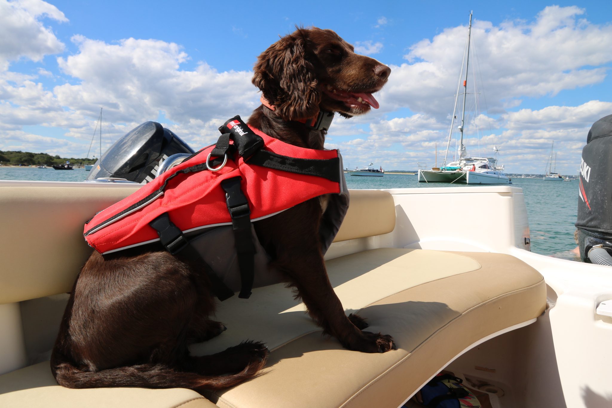 How to take your dog or cat sailing - Yachting Monthly