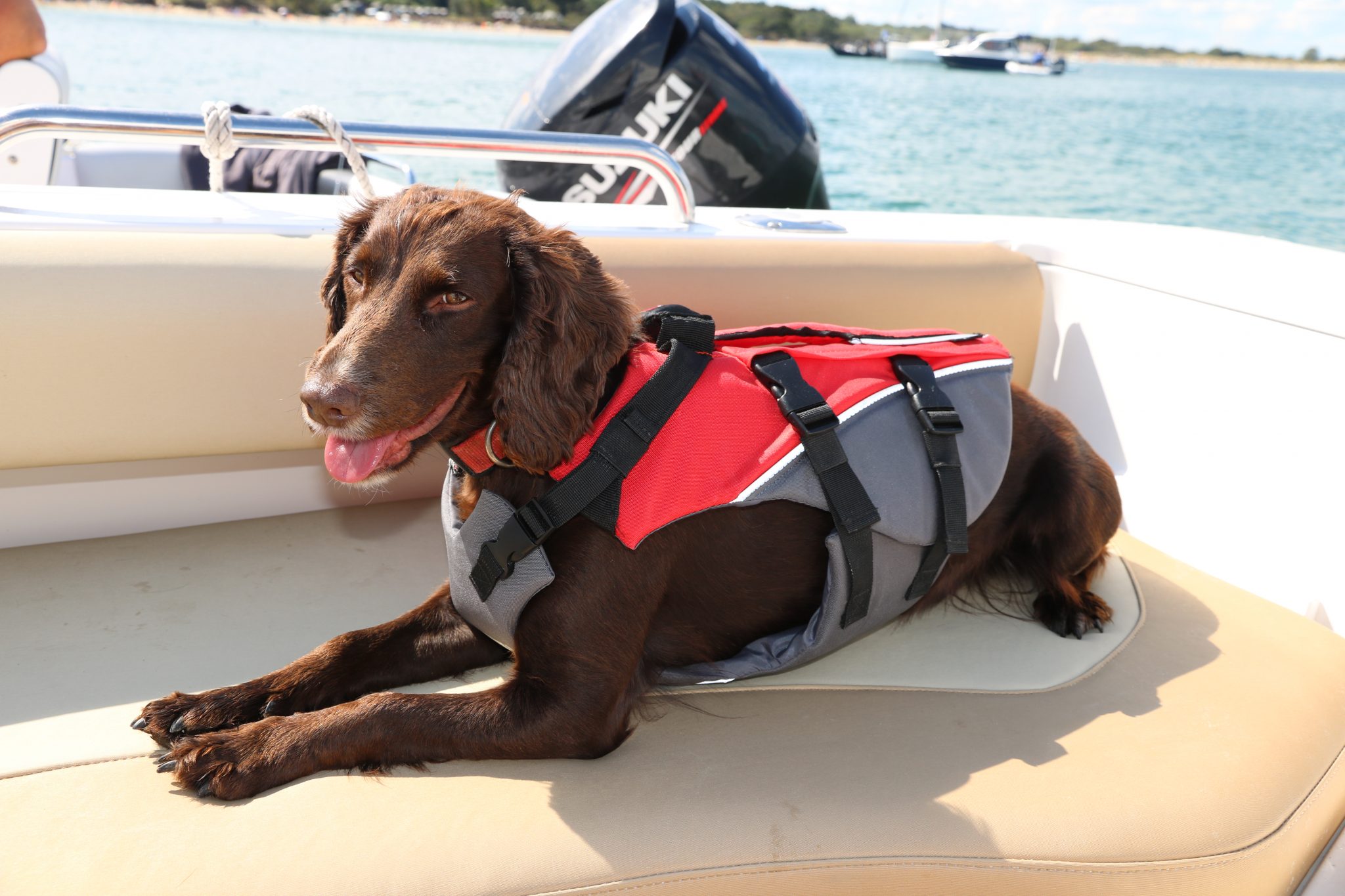 Best dog lifejacket and cat buoyancy aids - Yachting Monthly