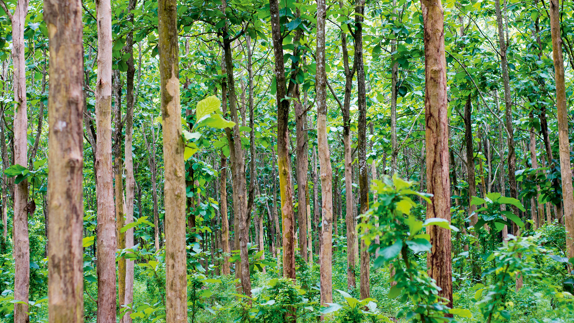 EIA report points finger at US 'blood teak' importers breaking ...