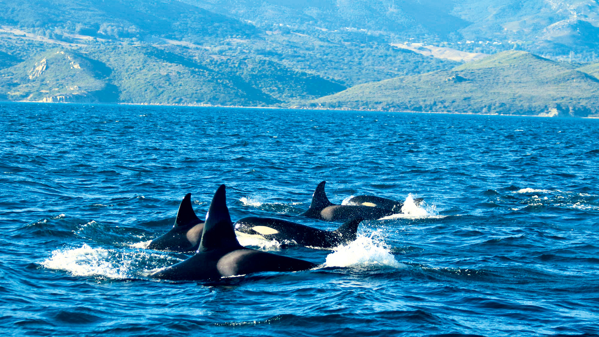 Dealing with orca attacks and how to navigate ‘Orca Alley’ - Yachting ...