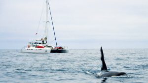 Dealing with orca attacks and how to navigate ‘Orca Alley’ - Yachting ...