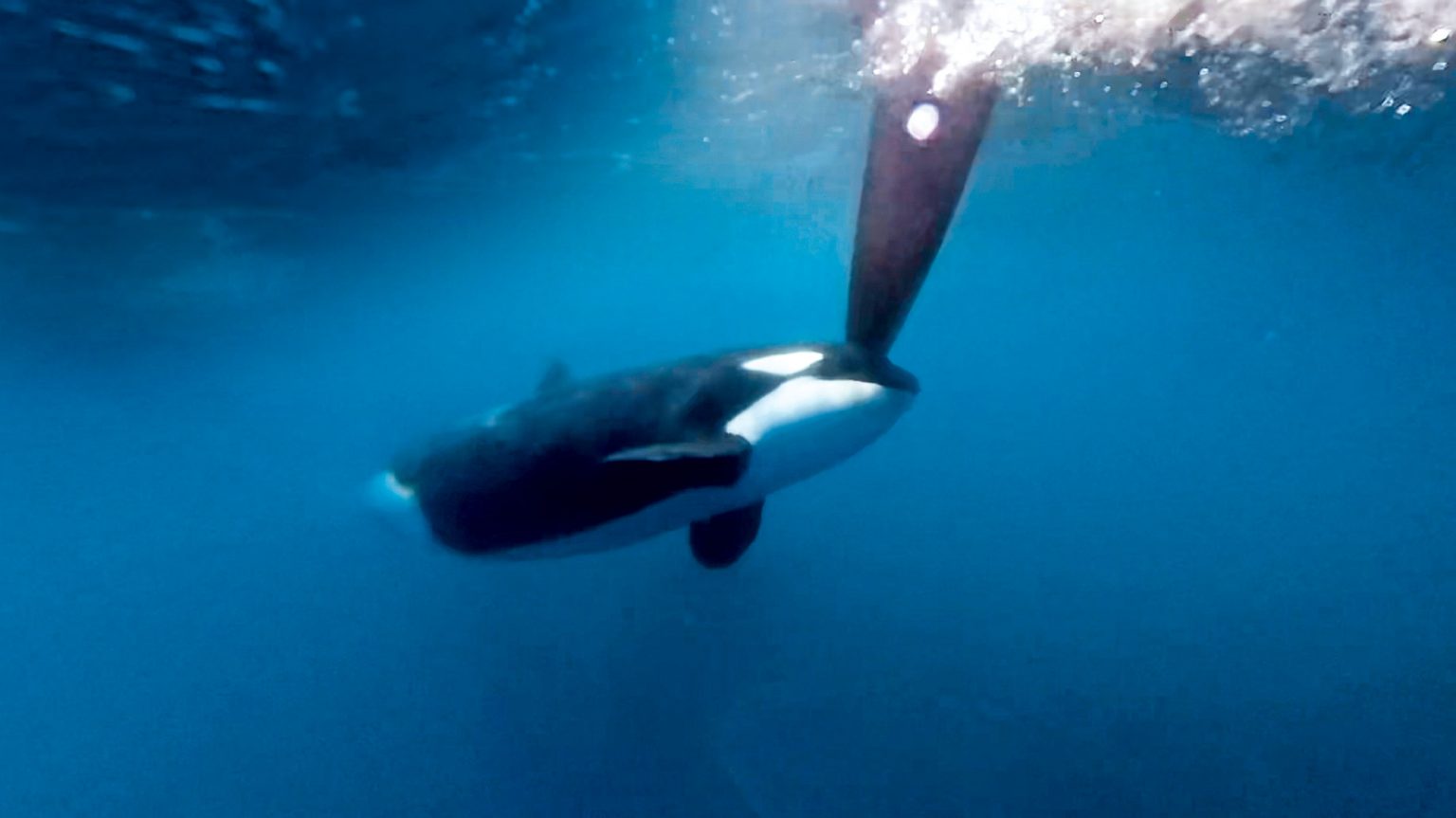 Dealing with orca attacks and how to navigate ‘Orca Alley’ - Yachting ...