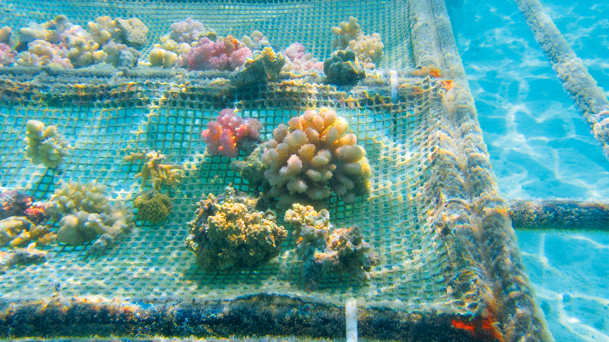 Two sailors go coral gardening in French Polynesia - Yachting Monthly