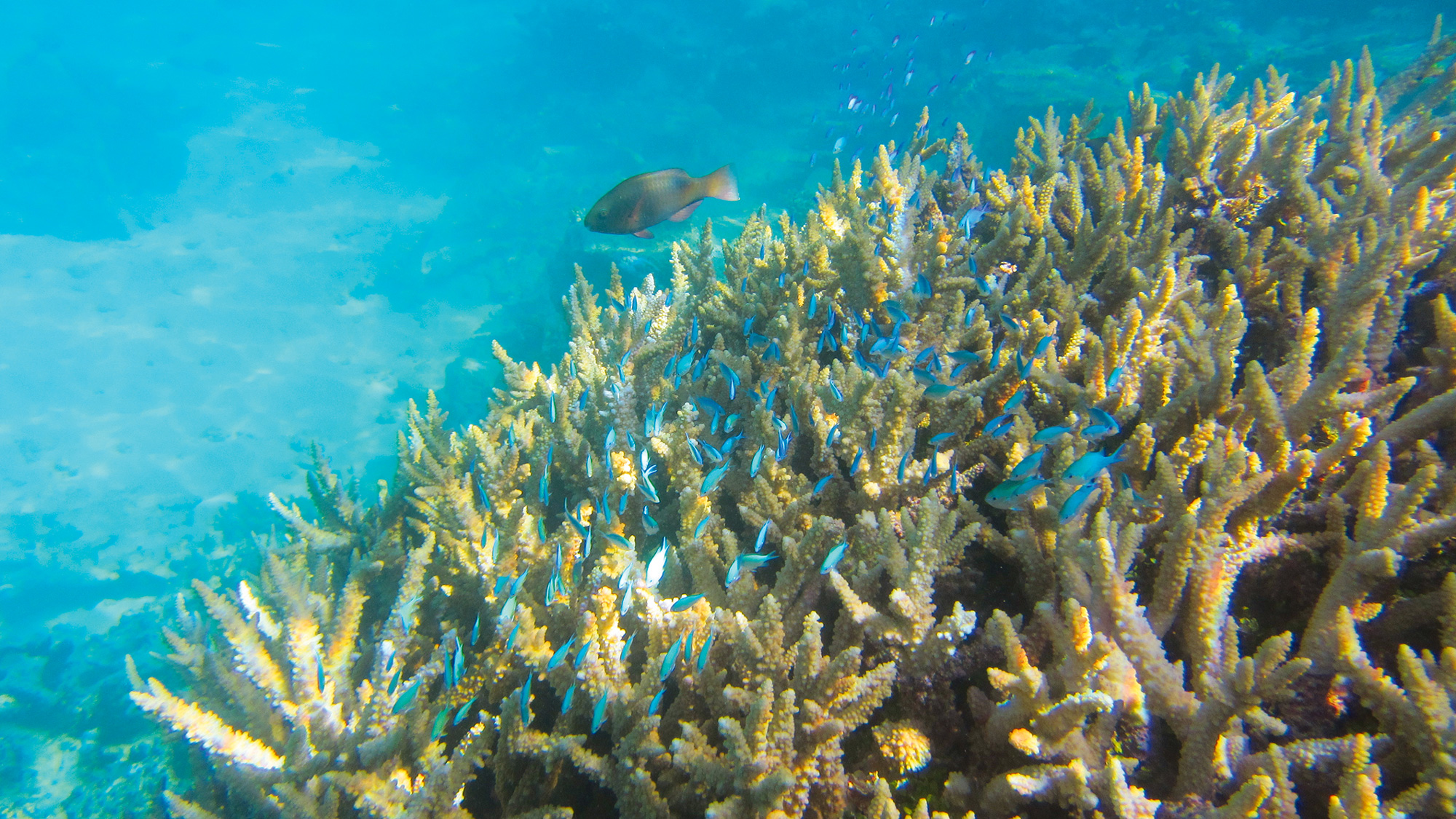 Two sailors go coral gardening in French Polynesia - Yachting Monthly