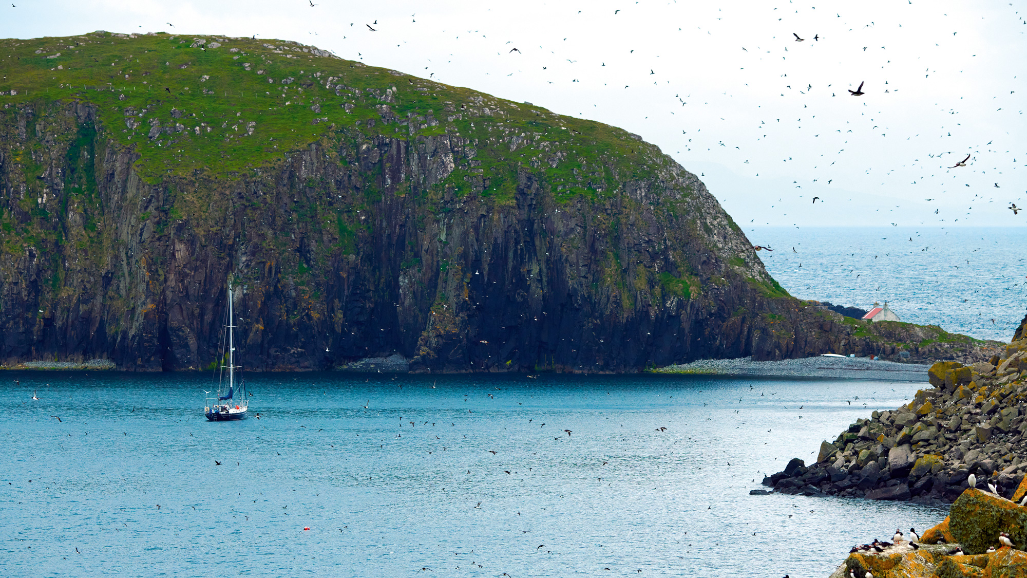 Is a yacht the best way to go seabird spotting in Scotland?