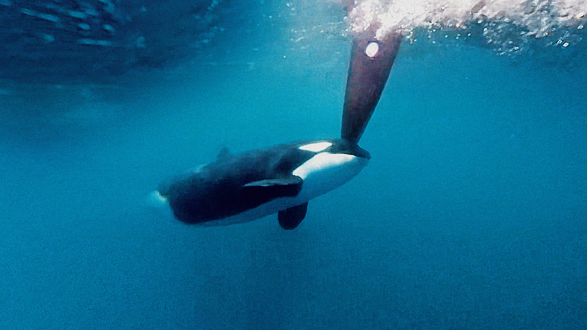 Orcas 'attack' and sink a yacht in the Strait of Gibraltar - Yachting ...